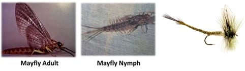 Summer Hatches on the Gunnison & Taylor Rivers - 3 Rivers Resort